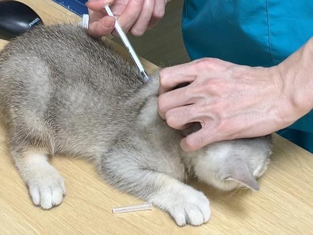 猫咪医院截图