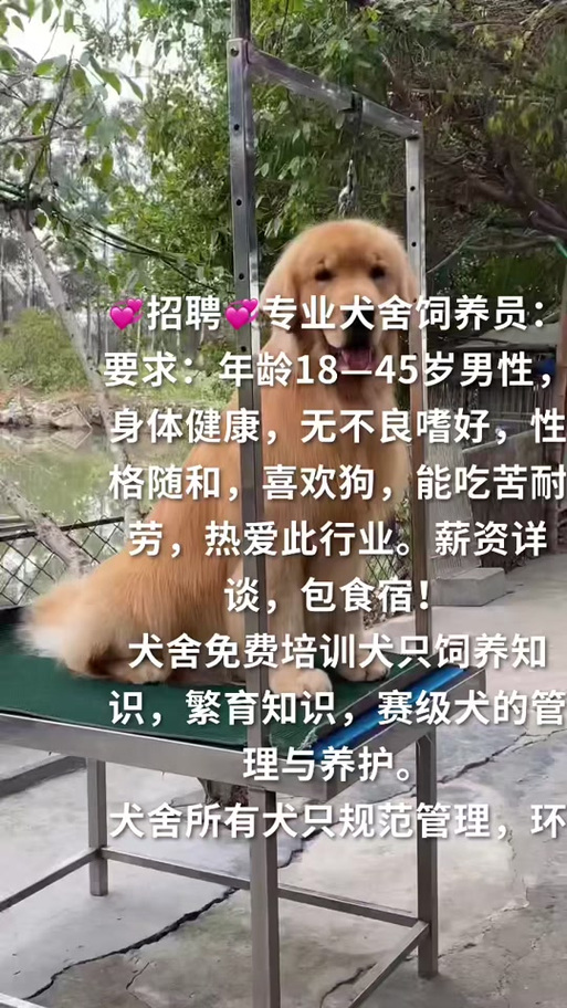 犬舍饲养员招聘信息
