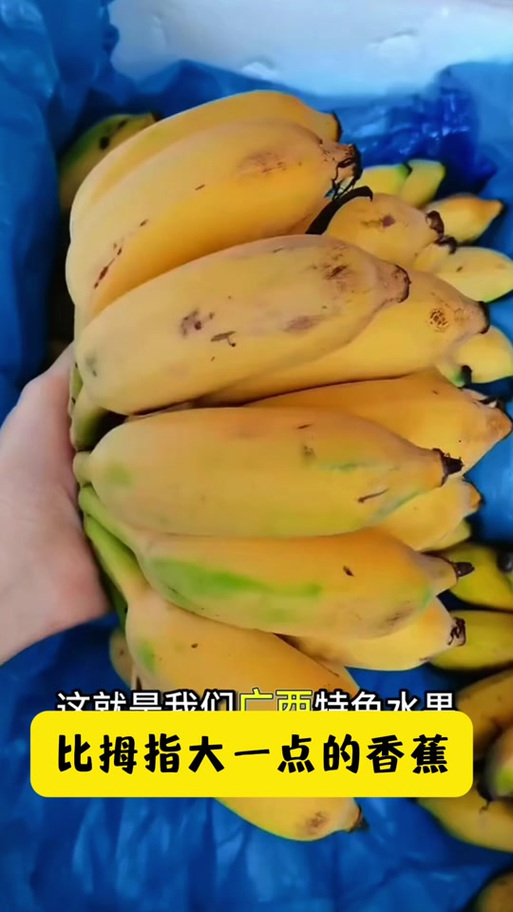 小米蕉被九尾狐咬了截图
