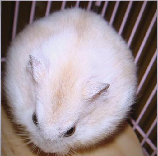 仓鼠仓鼠图标