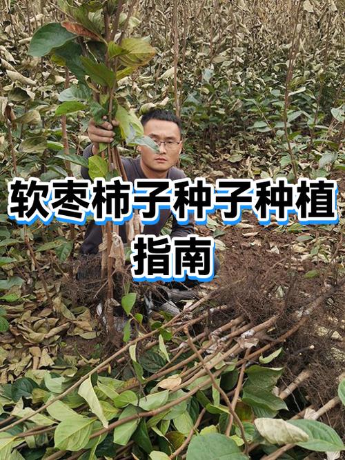 柿子核能种出小盆栽吗图标