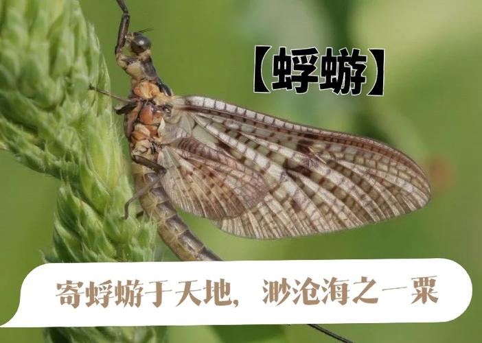 蜉蝣2.0汉化版下载图标