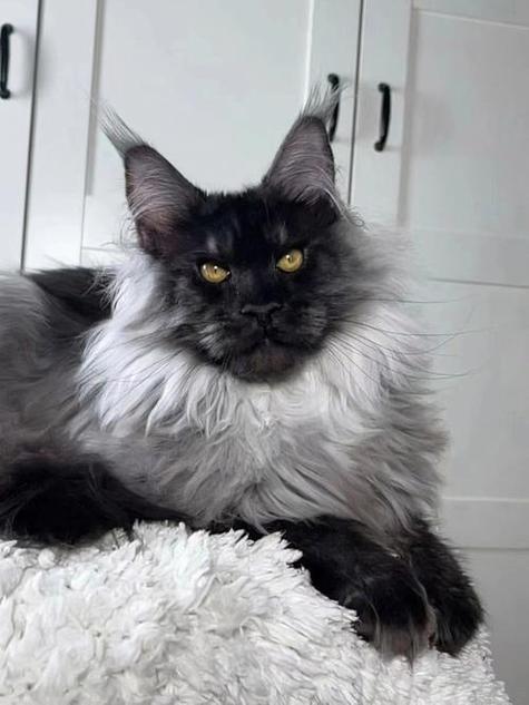 缅因猫图标