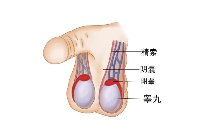 正常男人睾丸图片缩略图
