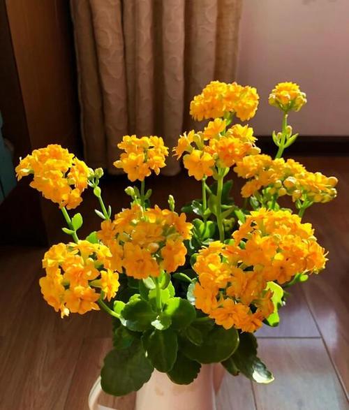 小花盆适合养什么花图标