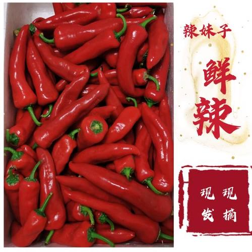 小辣椒红辣椒官网图标