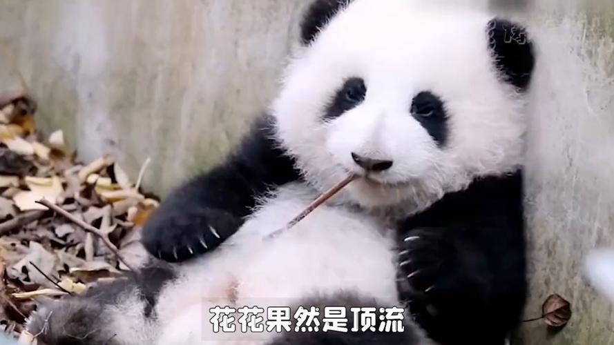熊猫能不能听懂人话图标