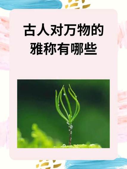 造化的雅称图标