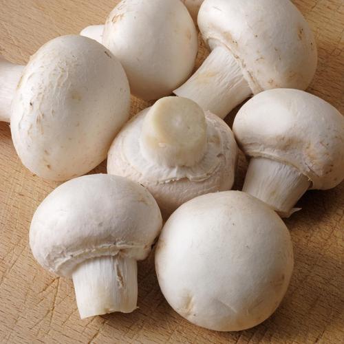 刷金蘑菇