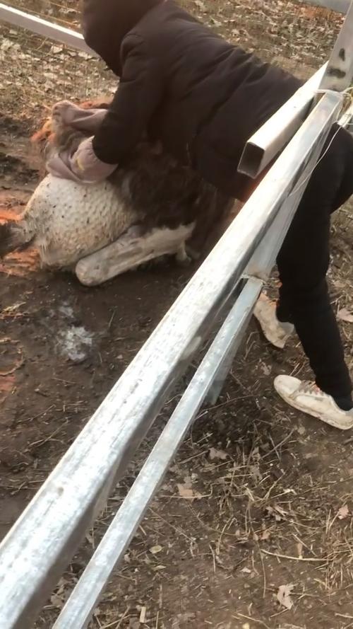 鸵鸟大肚难产痛苦产子图标