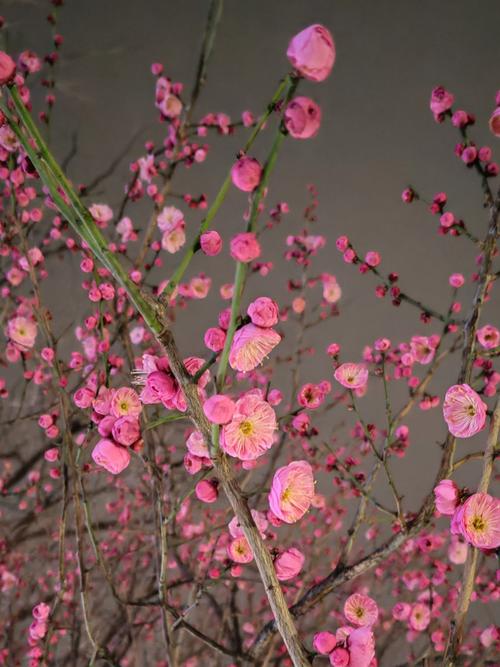 梅花视频app简评