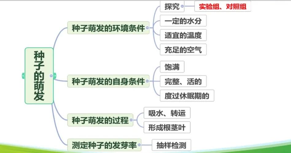 种子萌发能量来源图标