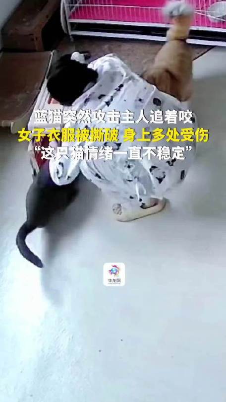 衣服被猫碰到了要紧吗截图