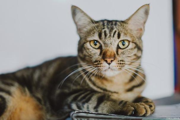 捡猫是吉兆还是凶兆图标