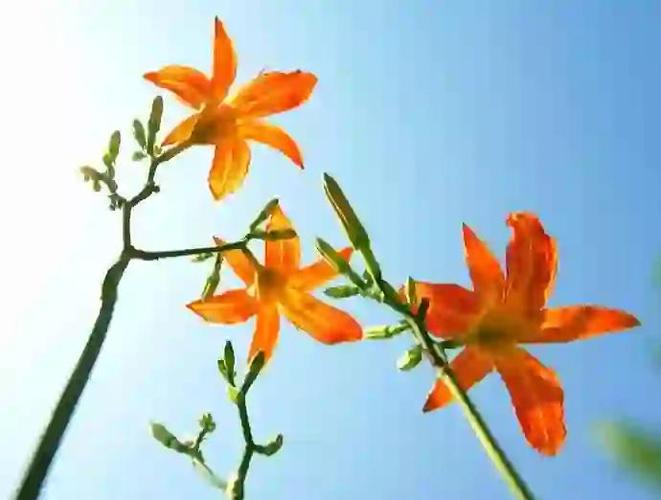 岭上遍开的棠梨花指什么动物图标
