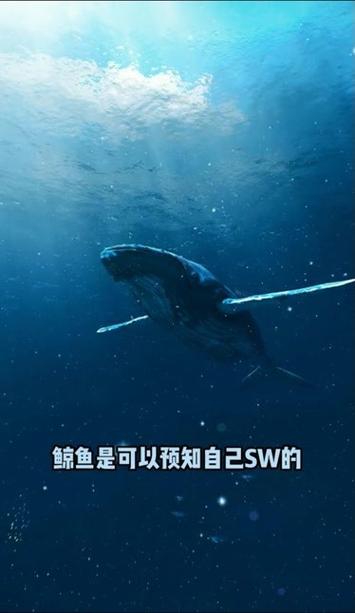 鲸落纪录片在线观看图标