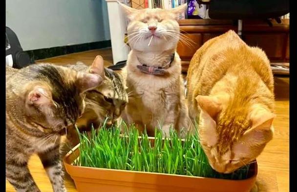猫打喷嚏是不是感冒了图标