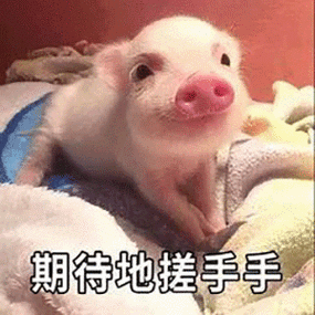 猪来了表情包图标