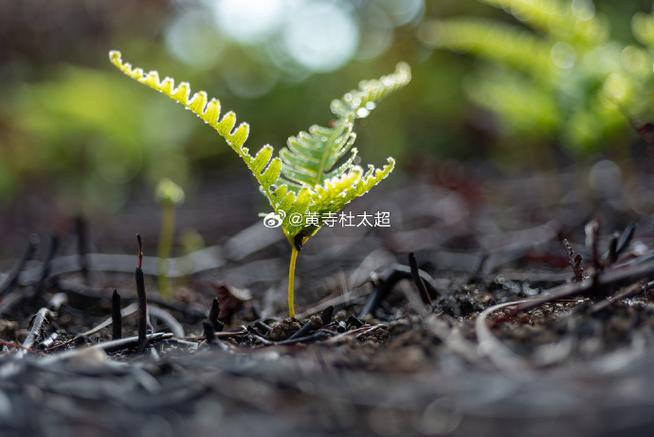 草芽是哪个季节截图