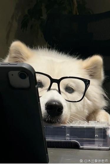 打工人狗狗表情包图标