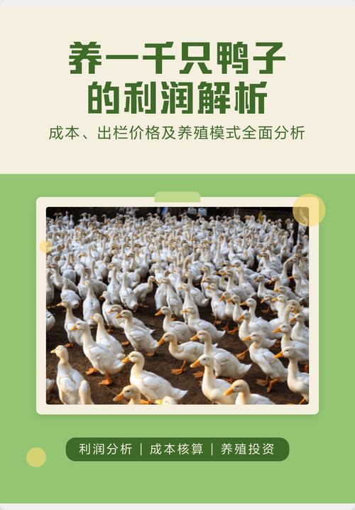 养5000只鸭子利润图标