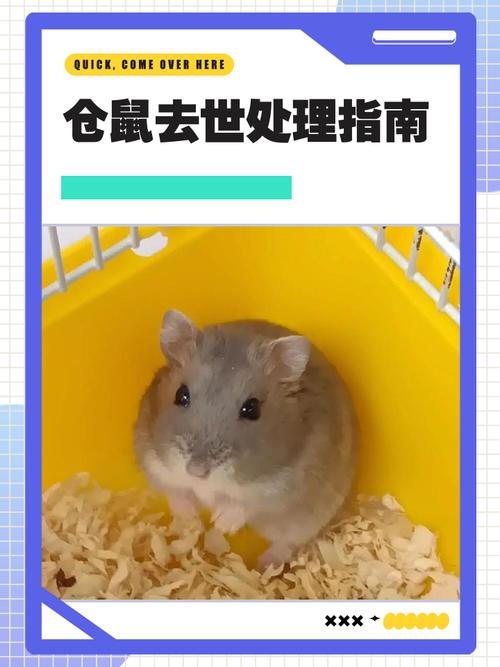 仓鼠死了多久腐烂图标