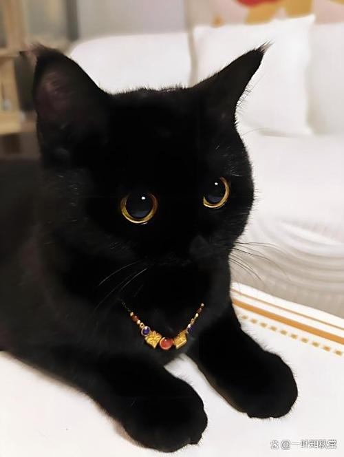 黑猫在家门口预示什么图标