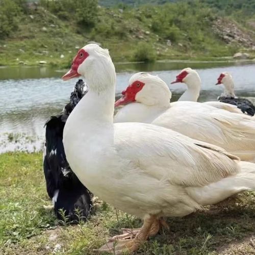 在哪里可以买到活鸭子图标