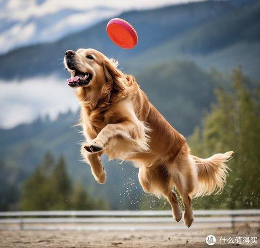 狗狗喜欢玩什么图标