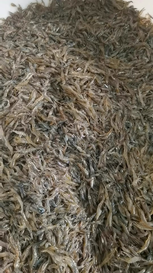 钓河虾用什么诱饵最好截图