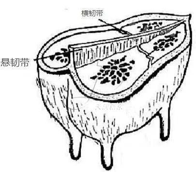 奶牛乳房结构图标