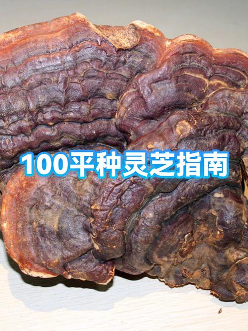 灵芝多少钱一斤图标