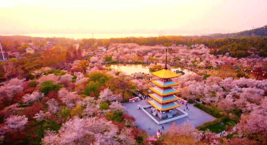 樱花武汉图标