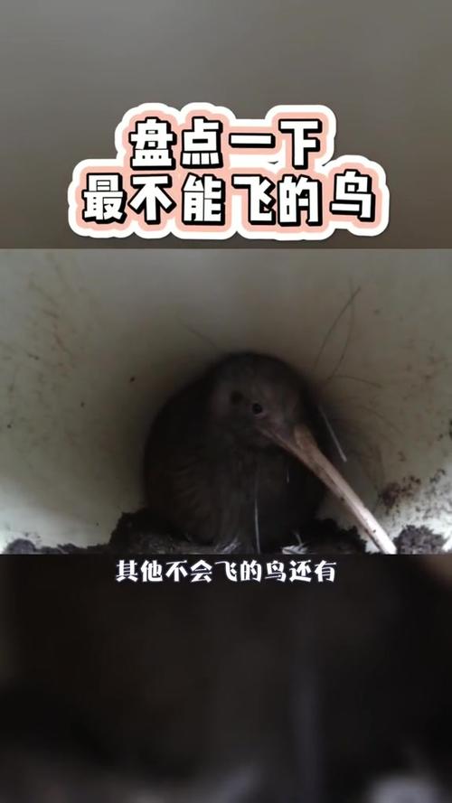 不会飞翔的鸟图标