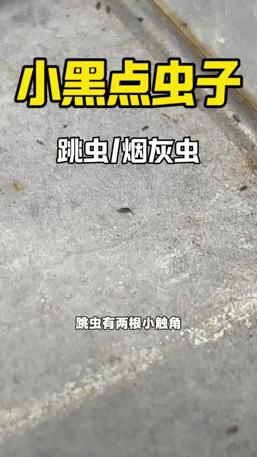 小米黑点去除小妙招图标