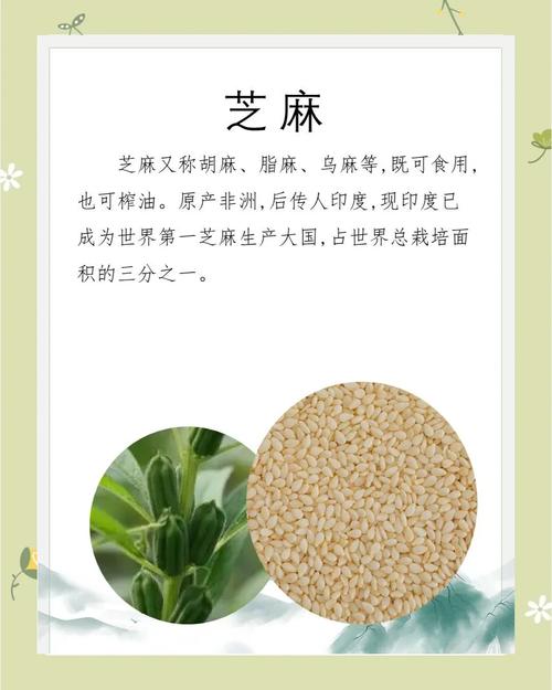 芝麻比喻什么人