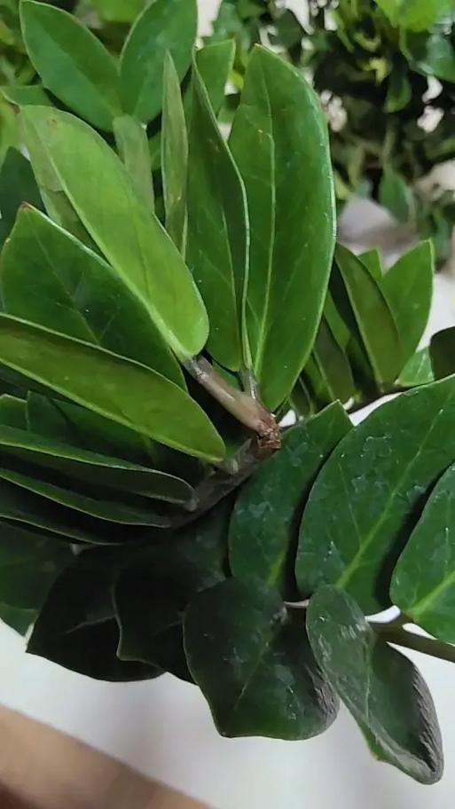 刚收到的金钱树怎么处理图标