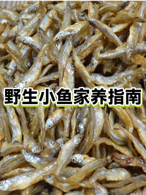 野生小鱼怎么清理截图