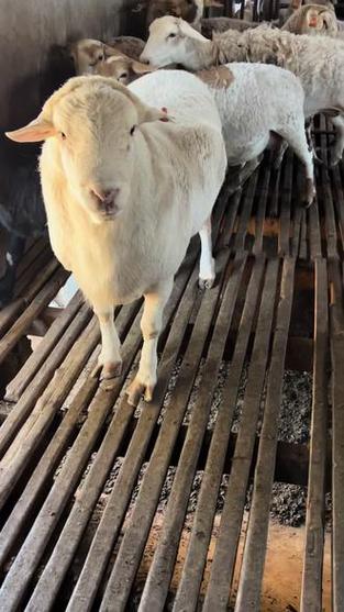 薅羊毛的赚钱方式图标