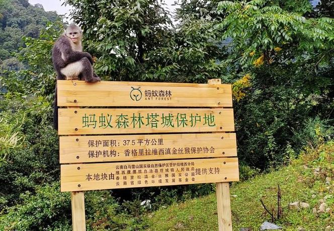 蚂蚁森林保护地领几个图标