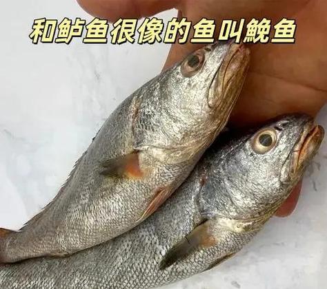 鮸鱼小孩子可以吃吗