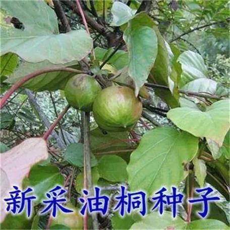 皮皮农场树成熟了怎么办图标