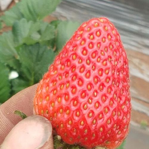 草莓春夏秋冬的样子图标