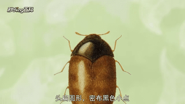 皮蠹虫能自己消失吗图标