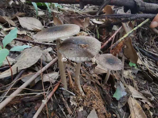 暗黑三毒蘑菇在哪截图