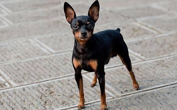 小鹿犬铁包金多少钱一只图标