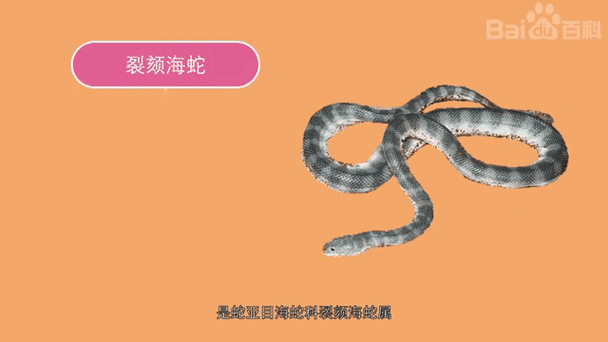 海蛇模拟器摸拟器图标