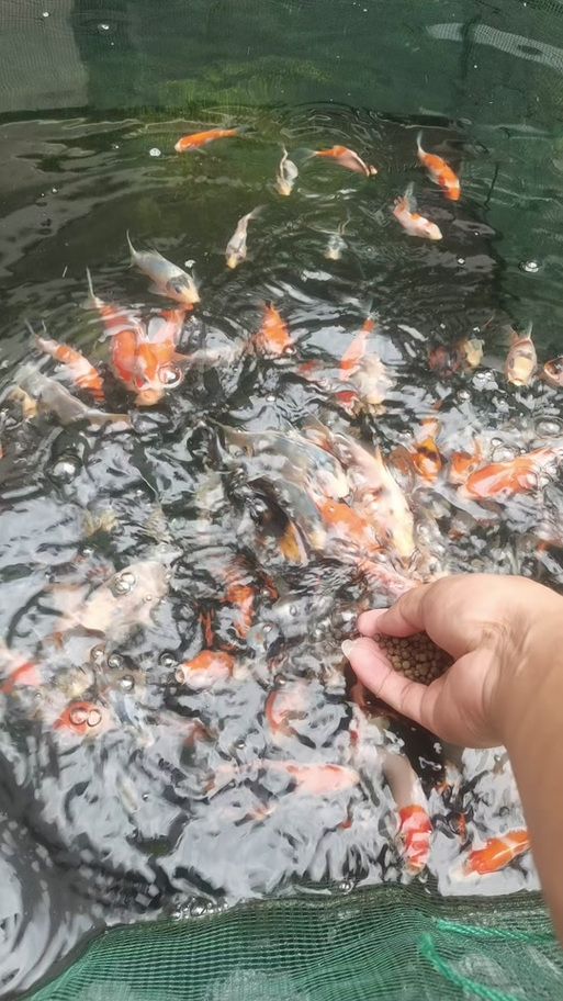 锦鲤水花生长过程图标