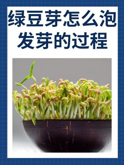 绿豆芽制作方法截图