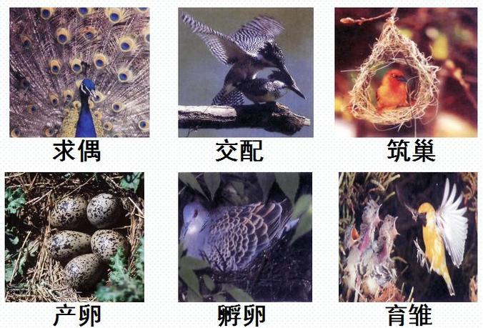 鸟类生殖发育的过程截图